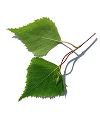 Rauduskoivu - Puuproffa