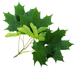 Vaahtera - Puuproffa