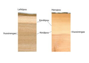 Early and late wood – Puuproffa