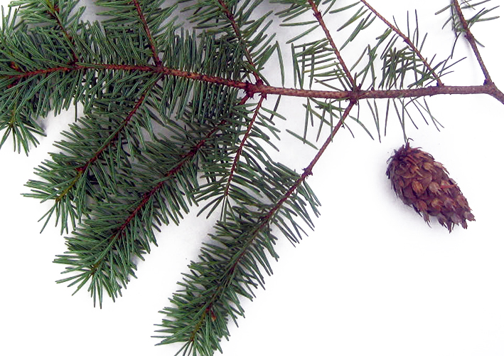 Douglaskuusi – Puuproffa