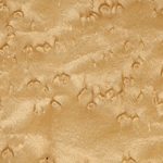 Vaahtera – Puuproffa